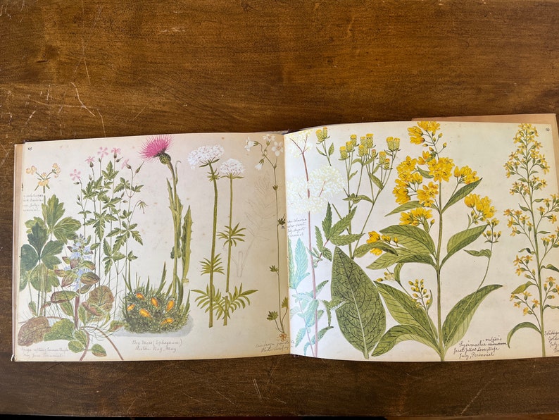 Victorian Flower Album by Henry Terry FIRST EDITION Book Published in ...