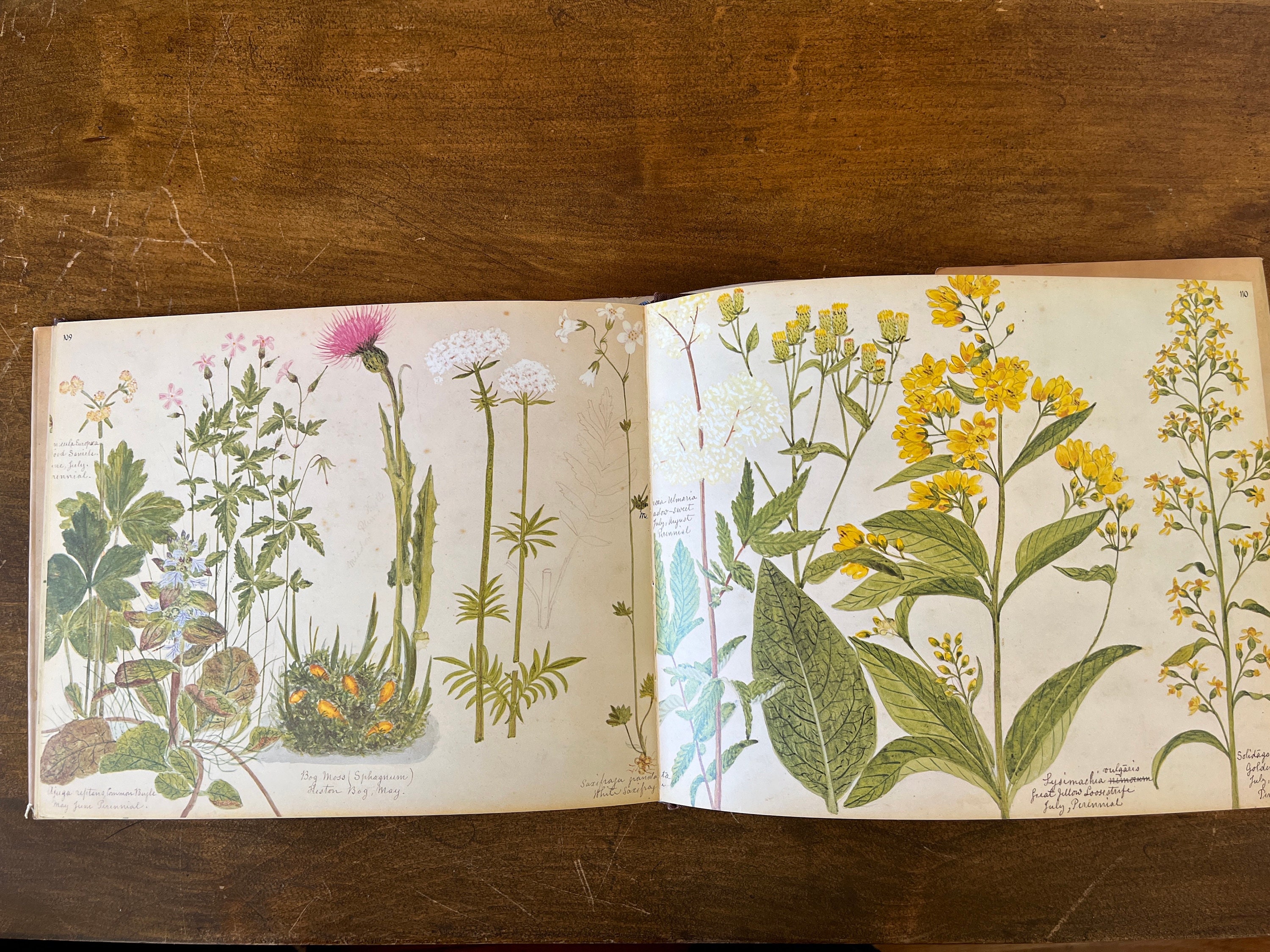 Victorian Flower Album by Henry Terry FIRST EDITION Book Published in ...