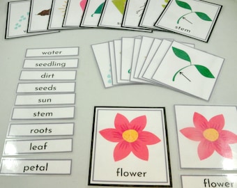 Flower Anatomy Three Part Cards - Etsy