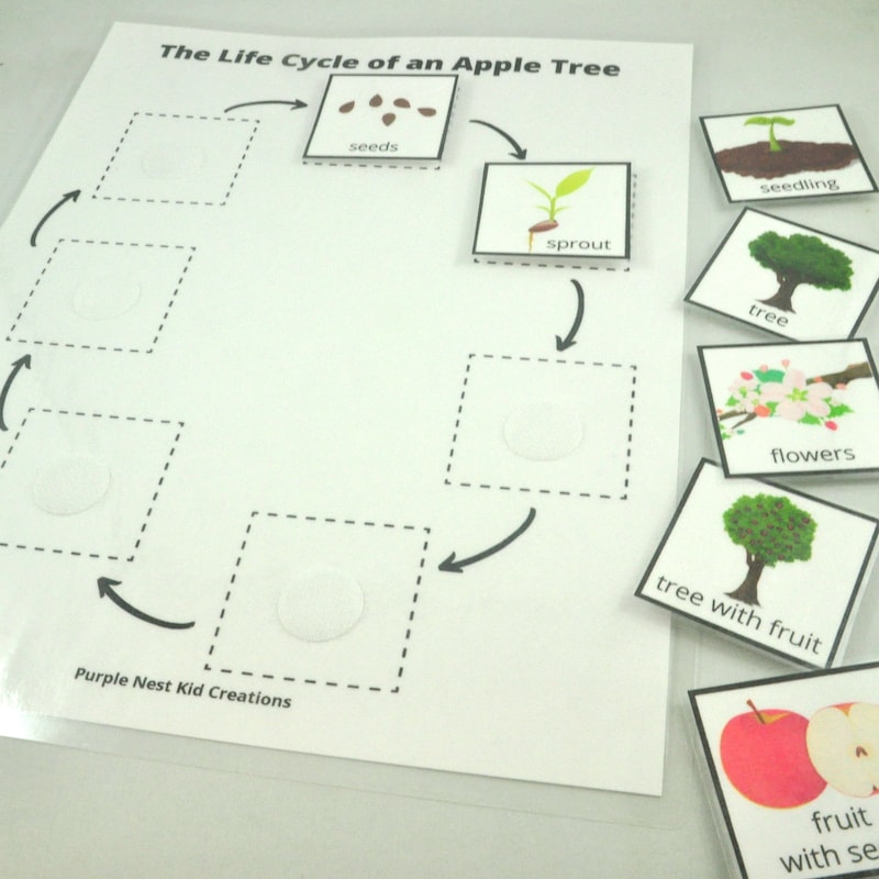 Life Cycle of Apple Tree - Etsy