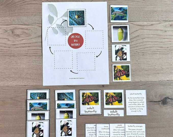 Life Cycle of a Monarch Butterfly, Butterfly Life Cycle, Montessori ...