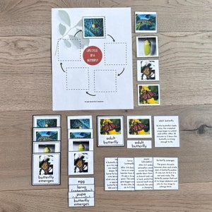 Life Cycle of a Butterfly Worksheet, Butterflies, Butterfly Life Cycle ...