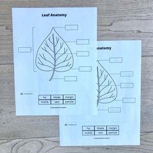 Leaf Anatomy Worksheet, Autumn Leaves, Fall Activity, Educational ...