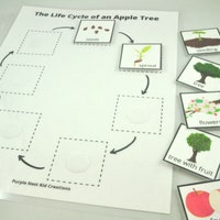 Apple Life Cycle Foldable - Etsy