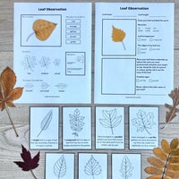 Botany Cabinet Control Chart and Cards, Botany BUNDLE, Leaf Anatomy ...