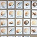 Seashells Flash Cards, Ocean, Montessori, Nomenclature, Three Part ...