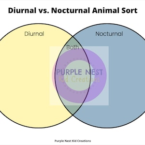 Diurnal Vs. Nocturnal Animal Sort Worksheet, Animal Sorting Game, Venn ...