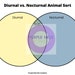 Diurnal Vs. Nocturnal Animal Sort Worksheet, Animal Sorting Game, Venn ...