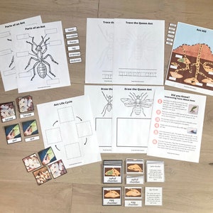 Ant Mini Unit Study, Ants, Insects, Ant Life Cycle, Ant Hill, Four Part Cards, Educational ...