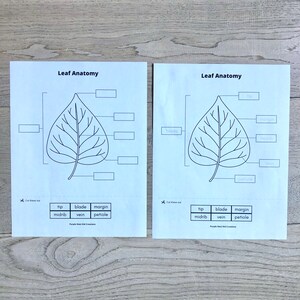Leaf Anatomy Worksheet, Autumn Leaves, Fall Activity, Educational ...