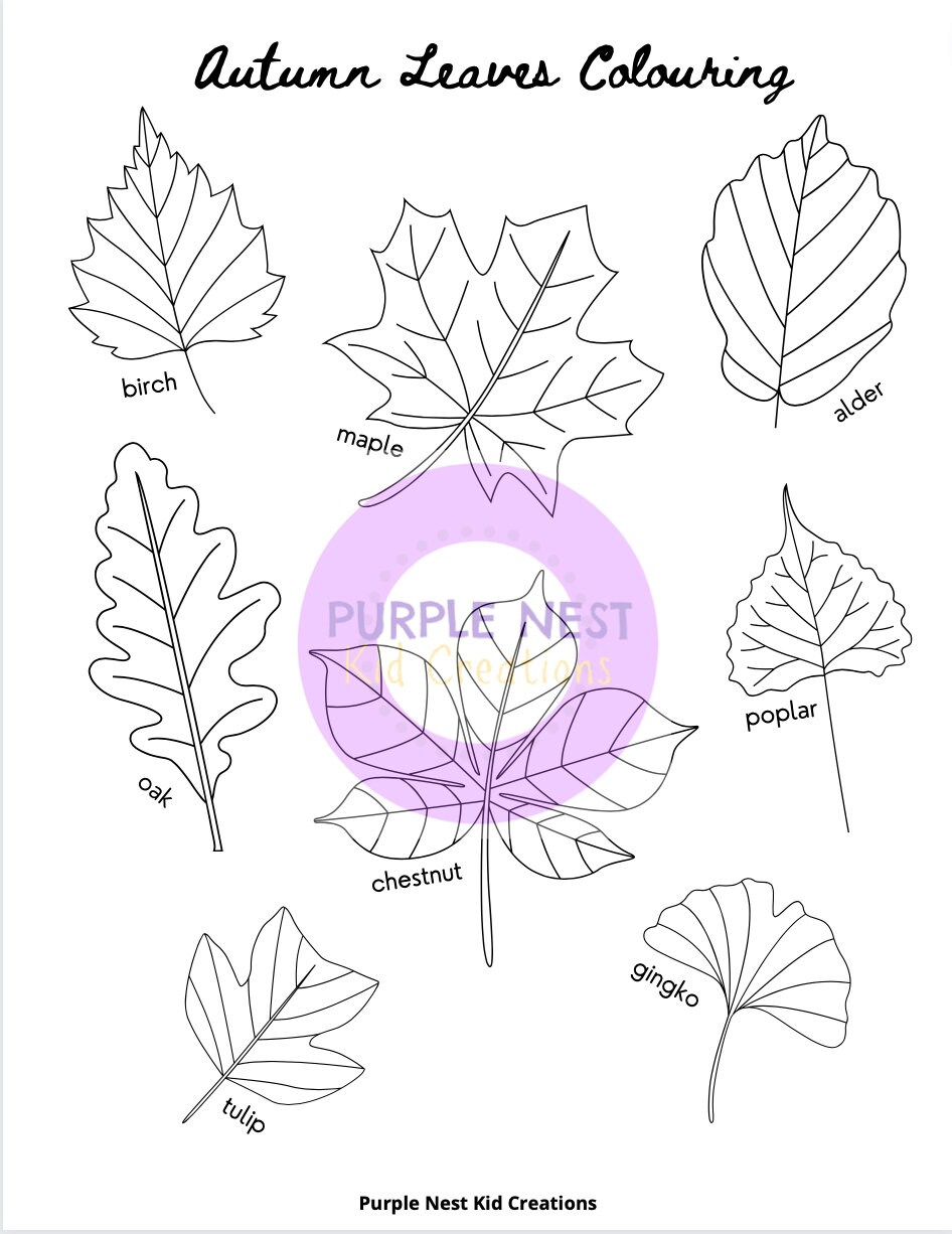 Autumn Leaves Tracing & Coloring Pages: Educational Printable (PDF) - Etsy