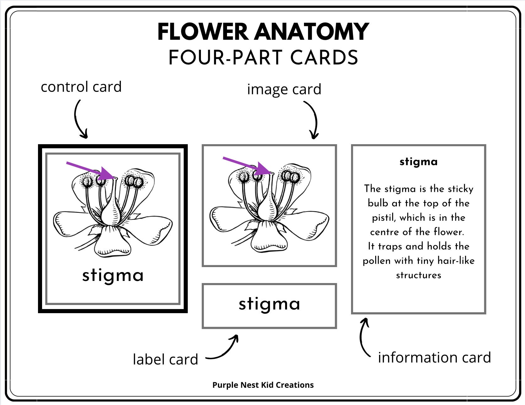 Flower Anatomy Worksheet: Four-part Cards, Educational Printable (PDF ...