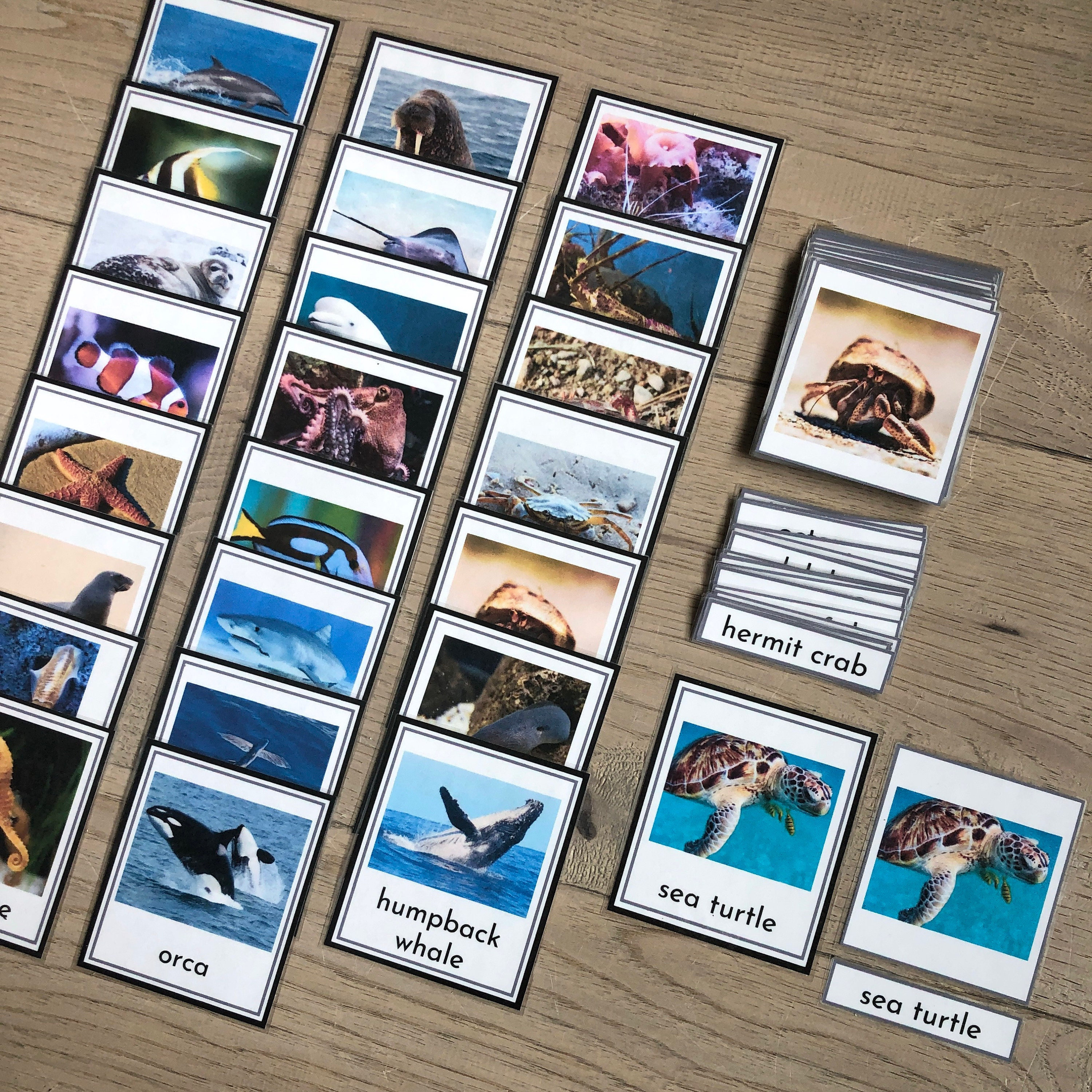 Ocean Animals Flash Cards: Montessori Three-part Cards (digital ...