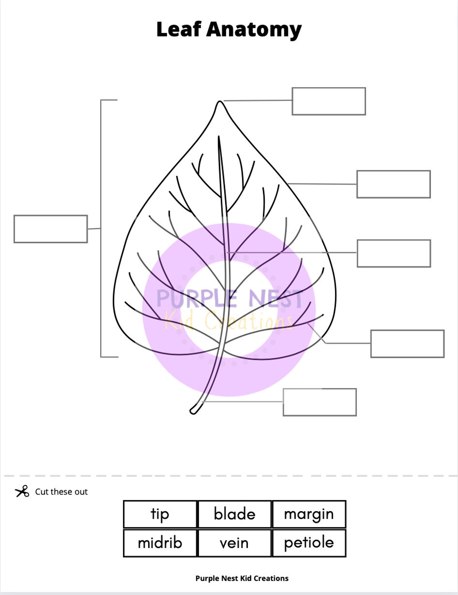 Leaf Anatomy Worksheet Autumn Leaves Fall Activity - Etsy
