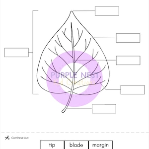 Leaf Anatomy Worksheet, Autumn Leaves, Fall Activity, Educational ...