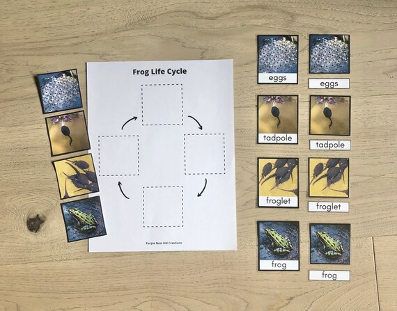 Frog Life Cycle Worksheet and Flash Cards Frog Life Cycle | Etsy