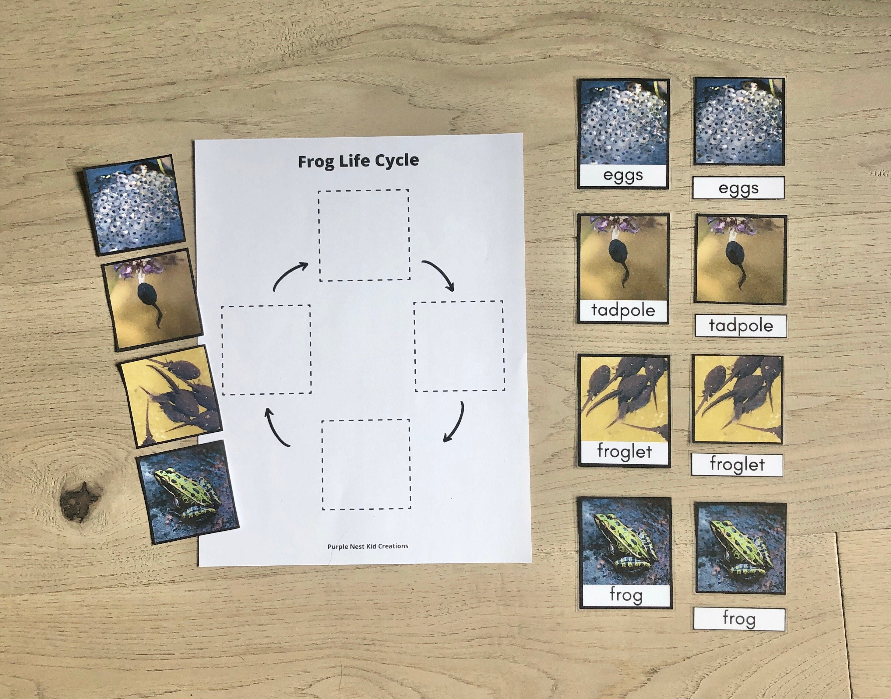 Frog Life Cycle Worksheet and Flash Cards Frog Life Cycle - Etsy