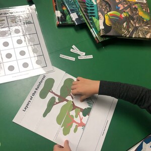 Layers of the Rainforest Worksheet, Rainforest Habitat, Geography ...