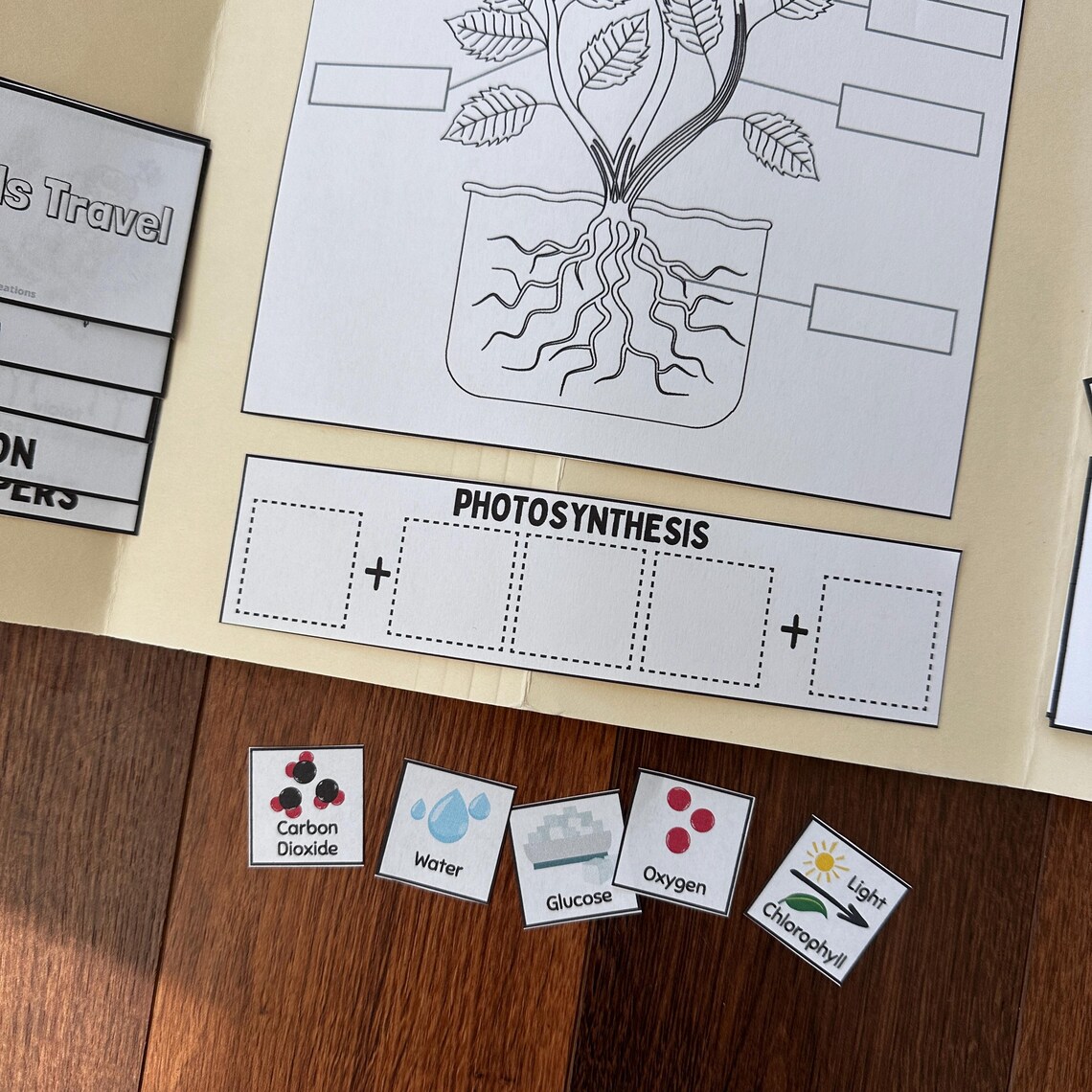 Plants Bundle: From Roots to Reproduction, Plant Anatomy, Seed ...