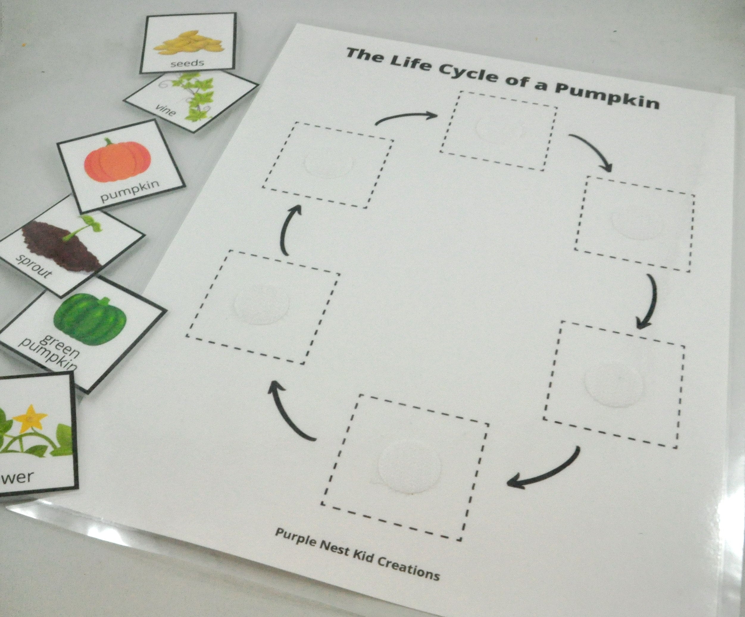 Life Cycle Of Pumpkins Worksheet