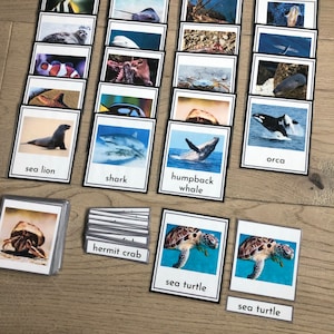 Ocean Animals Flash Cards, Ocean, Montessori, Nomenclature, Three Part ...