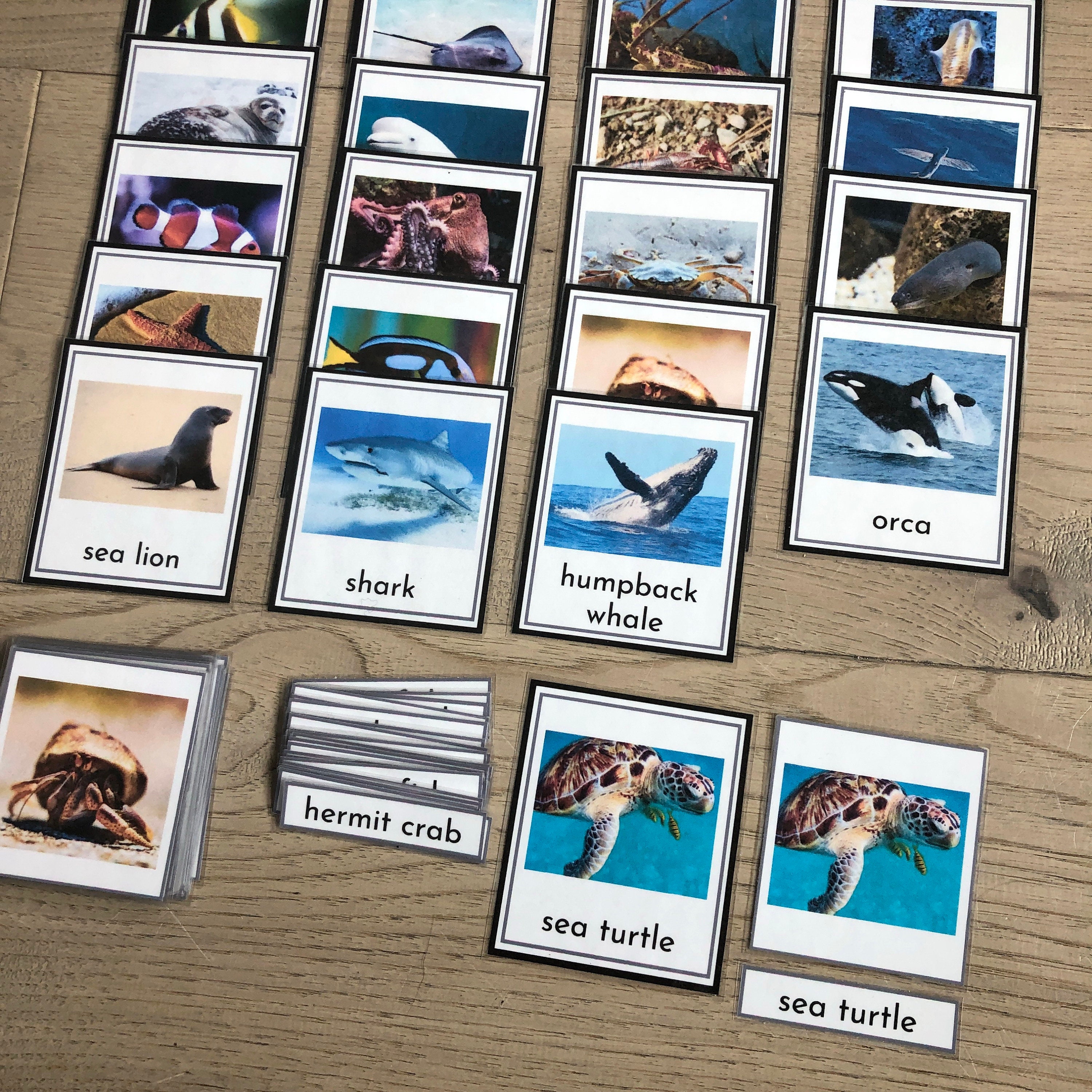 Ocean Animals Flash Cards: Montessori Three-part Cards (digital ...