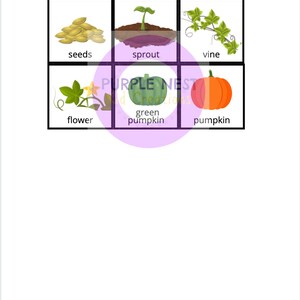 Life Cycle of a Pumpkin Worksheet, Pumpkin Life Cycle, Fall, Autumn ...