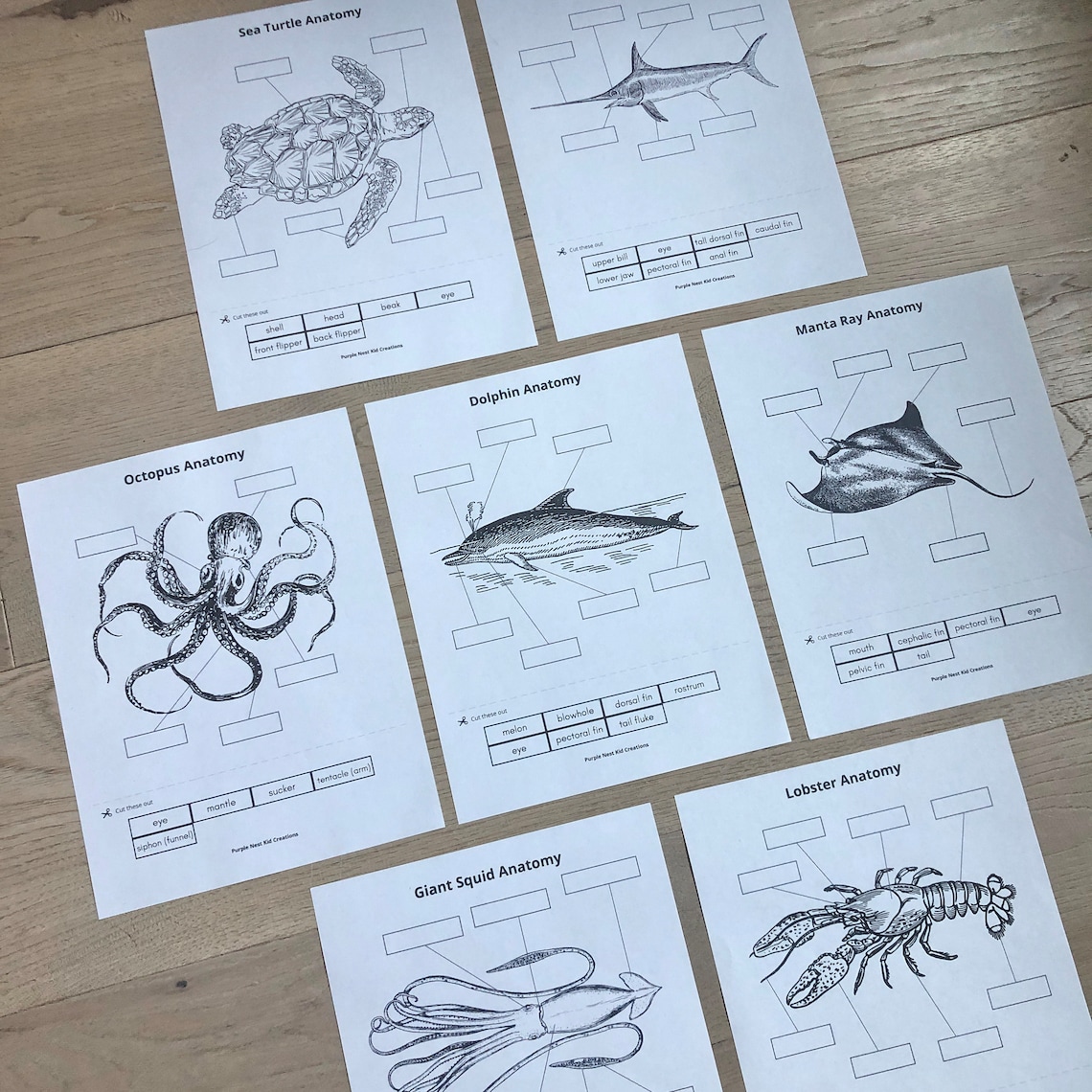 Ocean Animals Anatomy Worksheets Ocean Diagrams Labels - Etsy