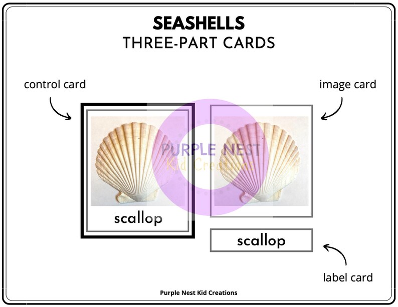 Seashells Flash Cards Ocean Montessori Nomenclature Three | Etsy