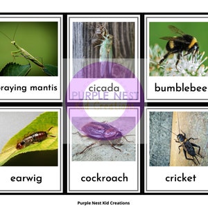 Insects Flash Cards, Bugs, Insects, Montessori, Nomenclature, Three ...