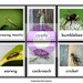 Insects Flash Cards, Bugs, Insects, Montessori, Nomenclature, Three ...