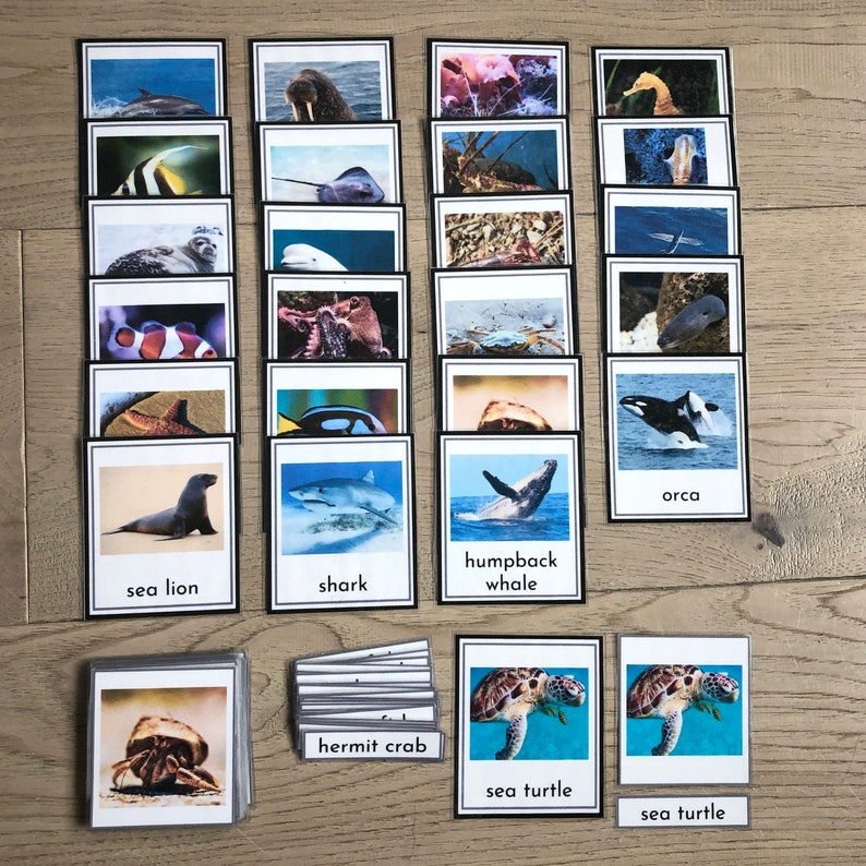 Ocean Animals Flash Cards: Montessori Three-part Cards (digital ...