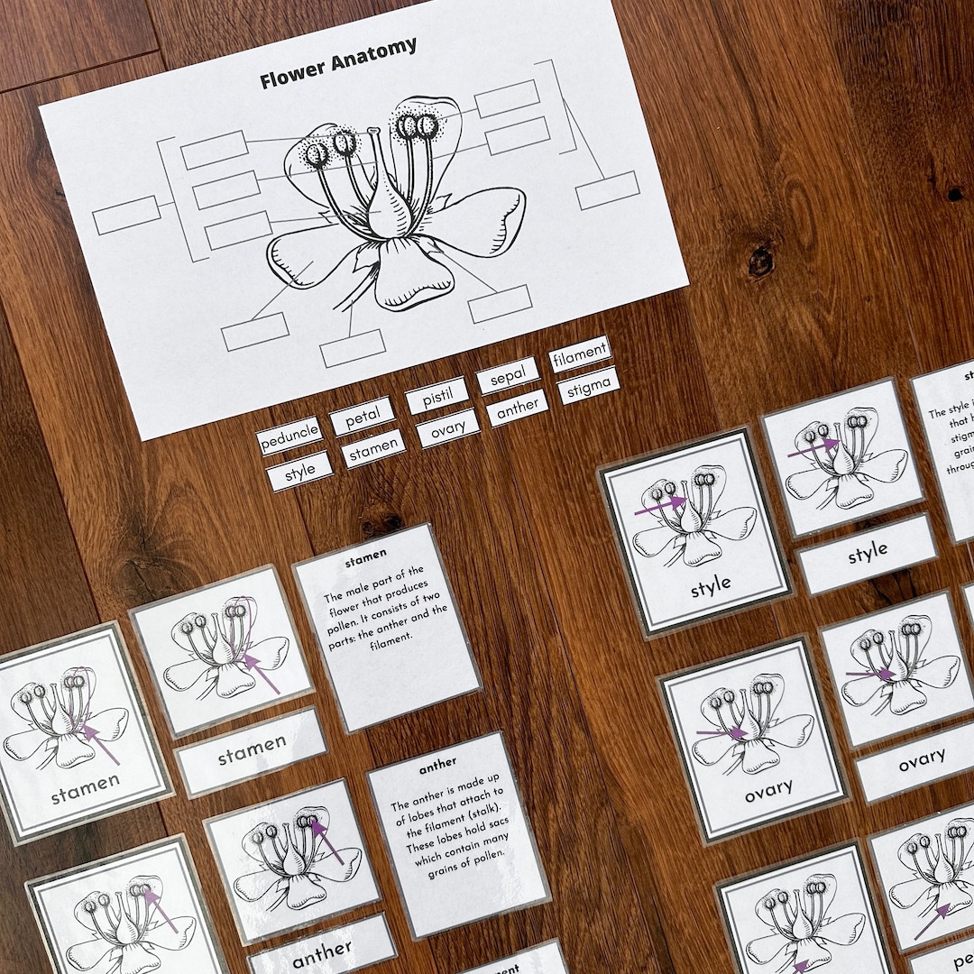 Flower Anatomy Worksheet, Flower Parts, Spring, Summer Activity, Four ...