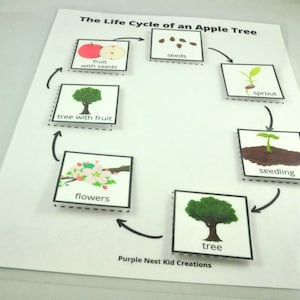 Life Cycle of an Apple Tree Worksheet, Apple Life Cycle, Fall, Autumn ...