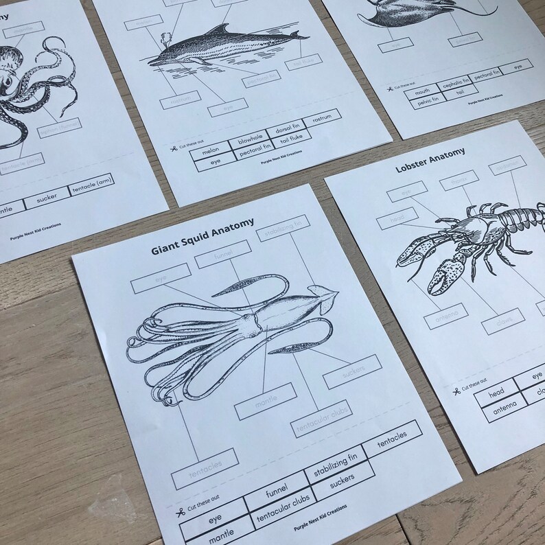 Ocean Animals Anatomy Worksheets Ocean Diagrams Labels - Etsy