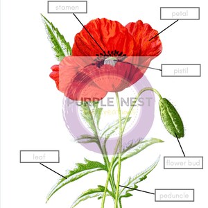 Remembrance Day Unit Study: Poppy Anatomy, Poem, History (digital ...