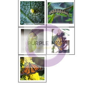 Life Cycle of a Butterfly Worksheet, Butterflies, Butterfly Life Cycle ...