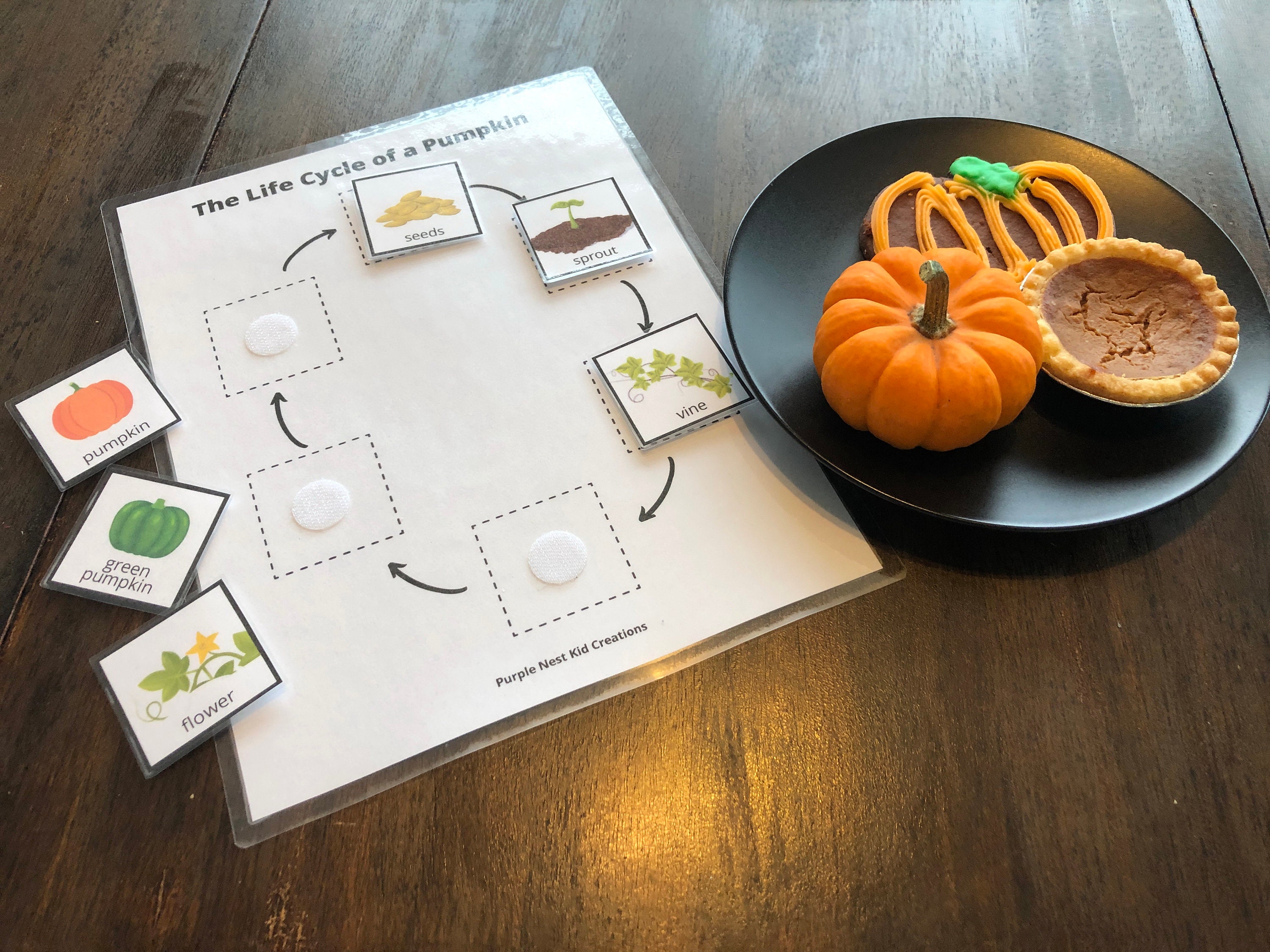 Hoja De Trabajo Sobre El Ciclo De Vida De Las Calabazas