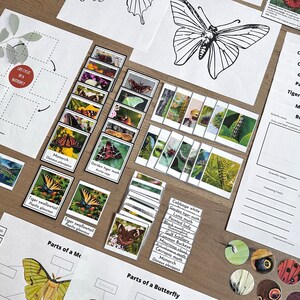 Butterfly & Moth Unit Study: Life Cycle, Anatomy, Activities (PDF) - Etsy