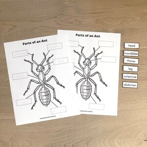 Ant Mini Unit Study, Ants, Insects, Ant Life Cycle, Ant Hill, Four Part Cards, Educational ...