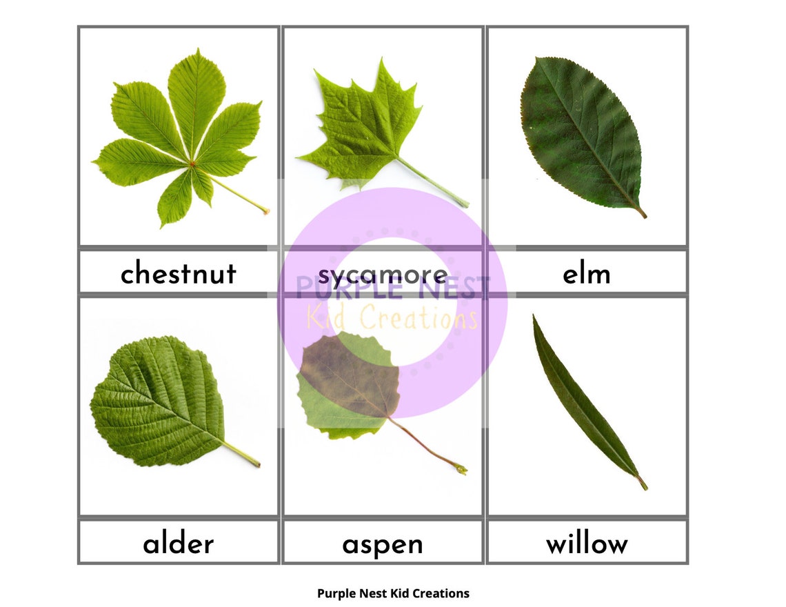 Leaves Flash Cards Fall Autumn Montessori Nomenclature - Etsy