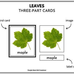 Leaves Flash Cards, Fall, Autumn, Montessori, Nomenclature, Three Part ...