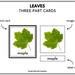 Leaves Flash Cards, Fall, Autumn, Montessori, Nomenclature, Three Part ...