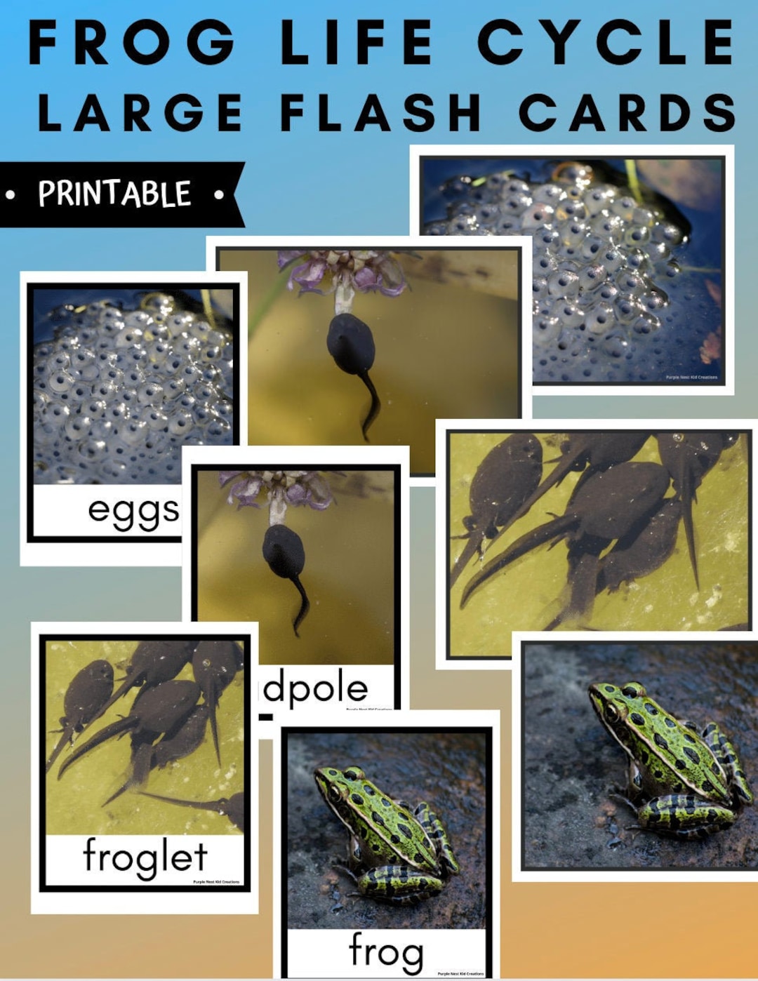 Frog Life Cycle Flash Cards, Poster Size, Frog Life Cycle, Pond Life ...