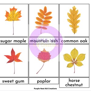 Autumn Leaves Flash Cards, Autumn, Fall Leaves, Montessori ...