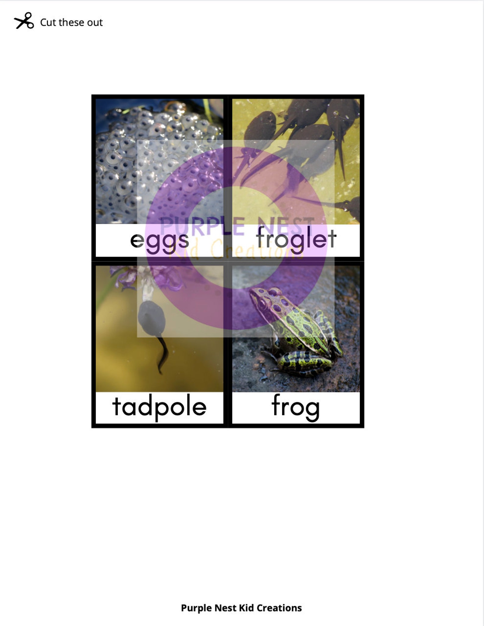 Frog Life Cycle Worksheet and Flash Cards Frog Life Cycle - Etsy