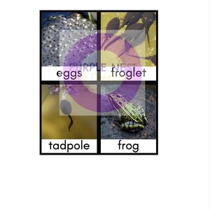 Frog Life Cycle Worksheet and Flash Cards, Frog Life Cycle, Three Part ...