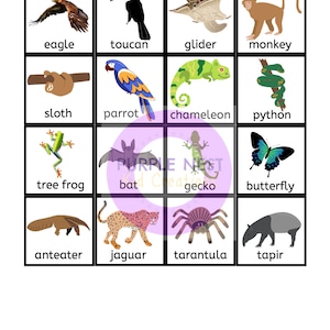 Rainforest Animals & Layers Activity: Educational Printable (PDF) - Etsy