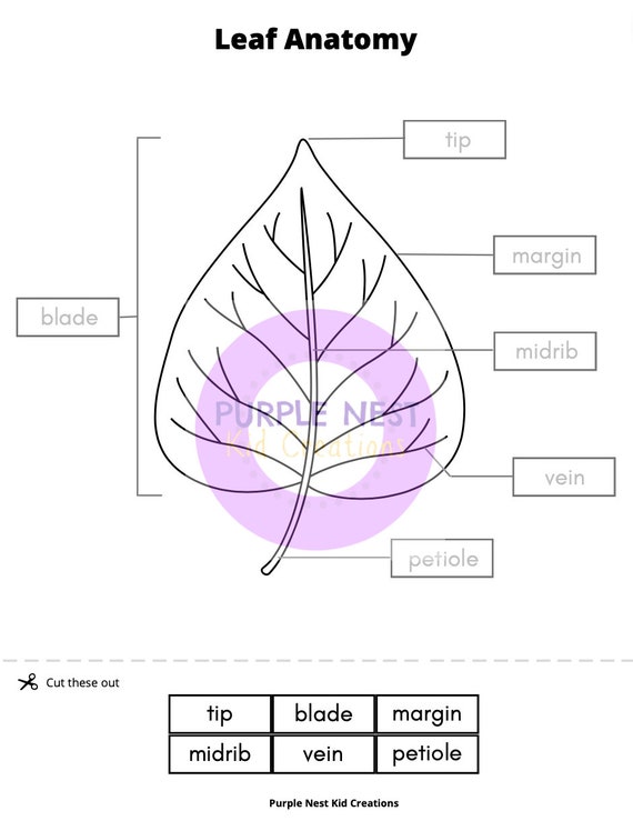 Leaf Anatomy Coloring Answer Key