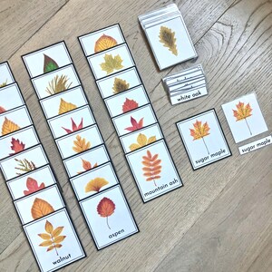 Autumn Leaves Flash Cards, Autumn, Fall Leaves, Montessori ...